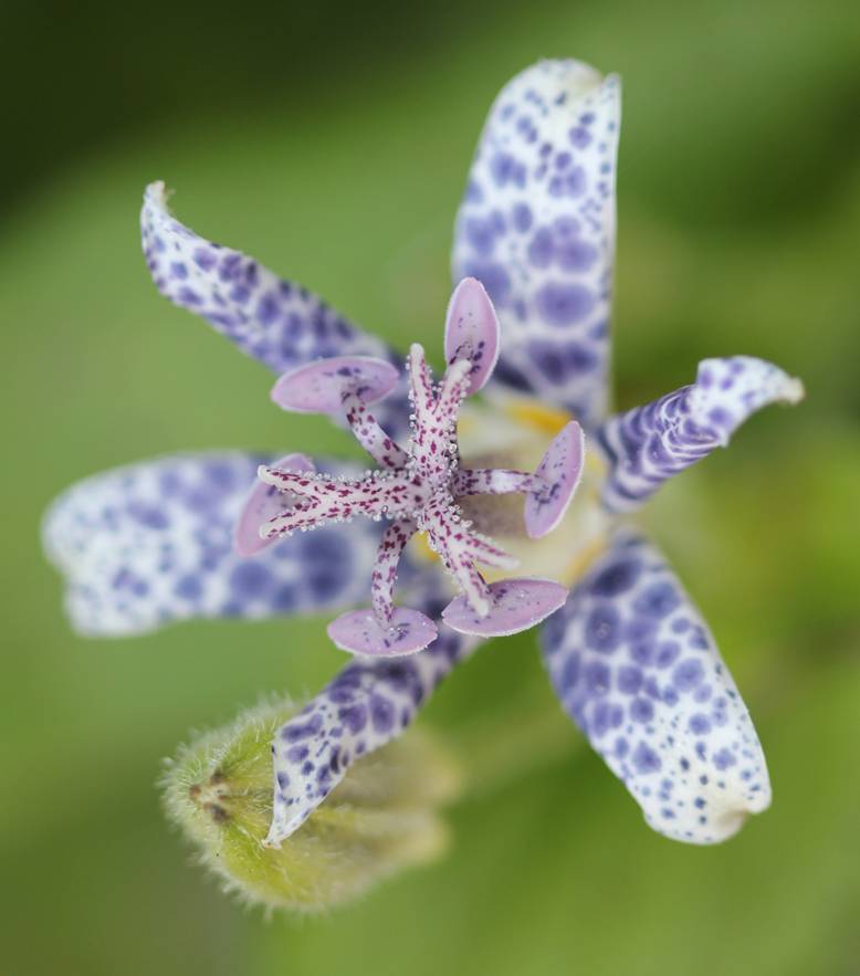 Toad Lily | Project Noah