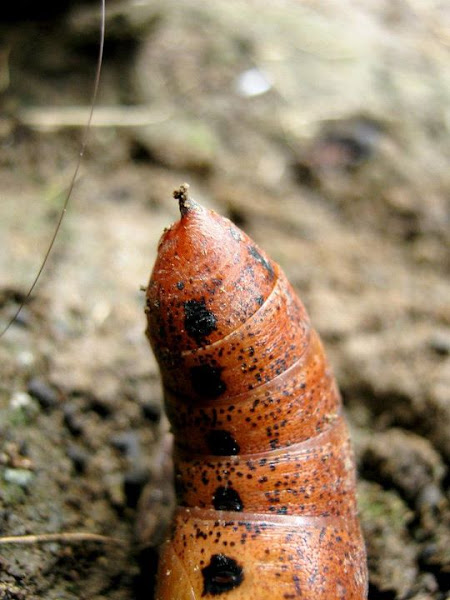 Oleander Hawk Moth Pupa | Project Noah