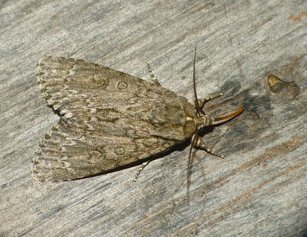 American dagger moth | Project Noah