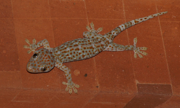Tockay Gecko | Project Noah