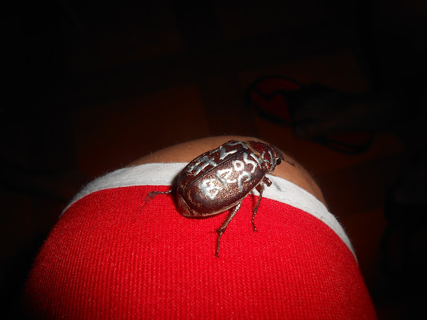 Scarabs or Salagubang in Filipino | Project Noah