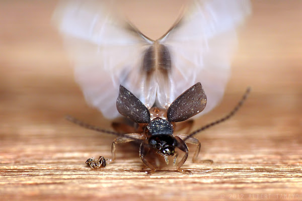 Earwig | Project Noah