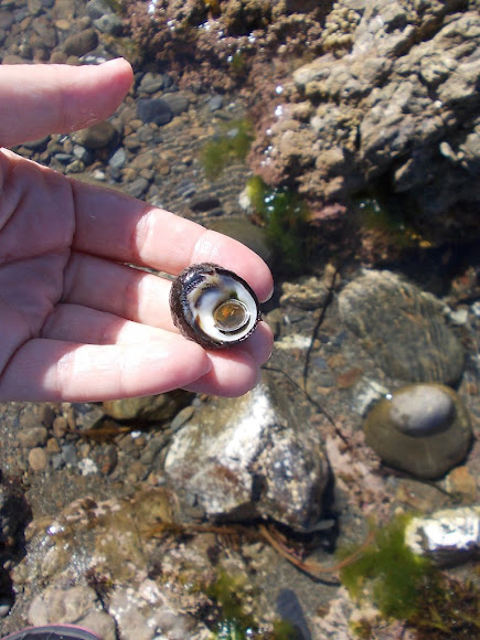 Spotted top shell | Project Noah