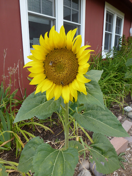 Sunflower | Project Noah