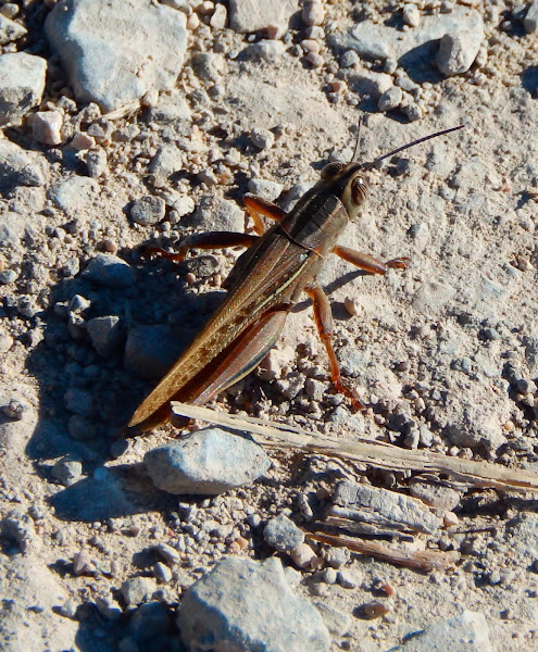 Egyptian Locust | Project Noah