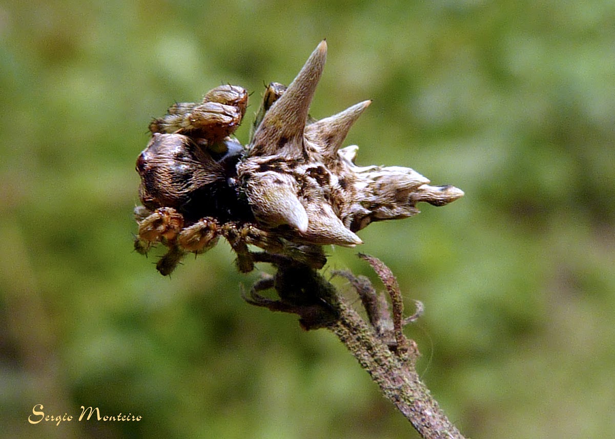 Thorny spider | Project Noah