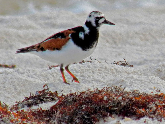 Ruddy Turnstone | Project Noah