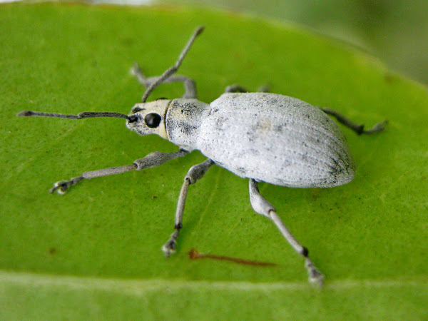 Sri Lanka Weevil | Project Noah