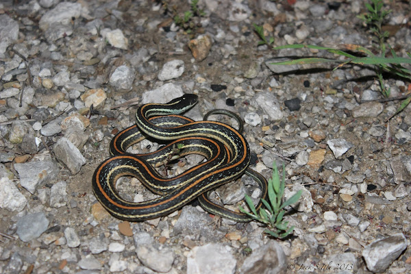 Orange-striped Ribbonsnake | Project Noah