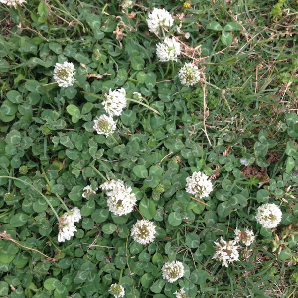 White Clover | Project Noah