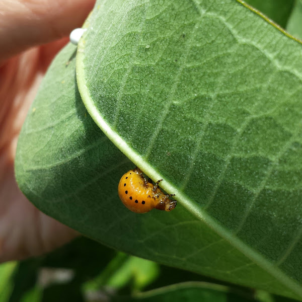 Swamp Milkweed Leaf Beetle larva | Project Noah