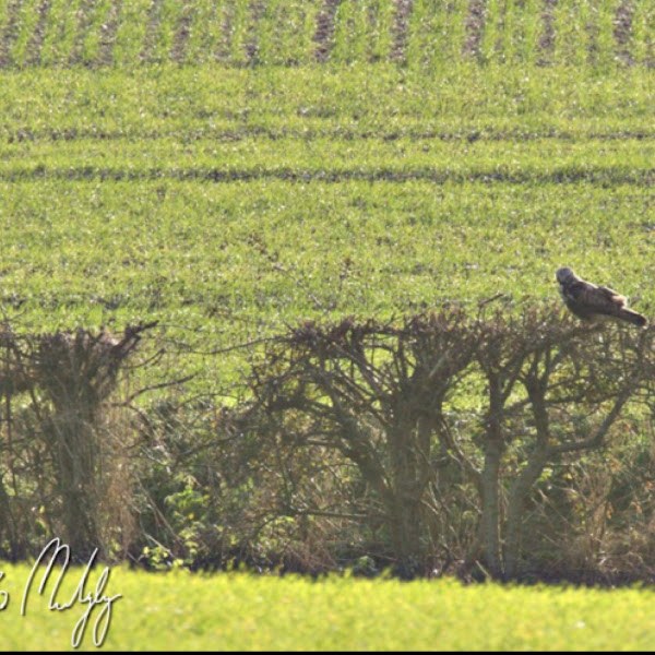 Rough legged buzzard | Project Noah