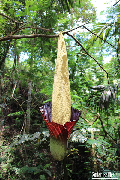 Amorphophallus gigas | Project Noah