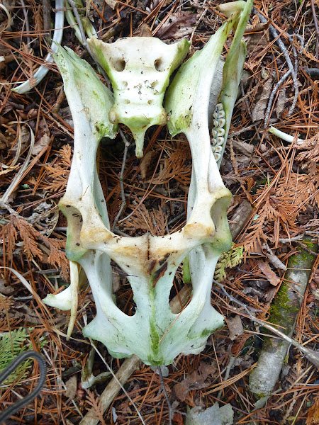 Young Moose(?) Remains | Project Noah