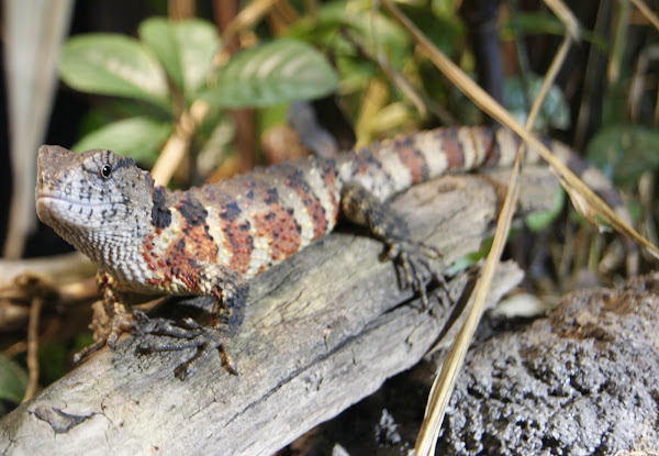 Chinese Crocodile Lizard | Project Noah