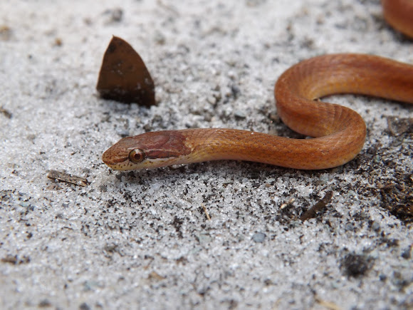 Pine Woods Snake | Project Noah