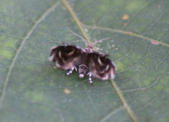 Metalmark Moth | Project Noah