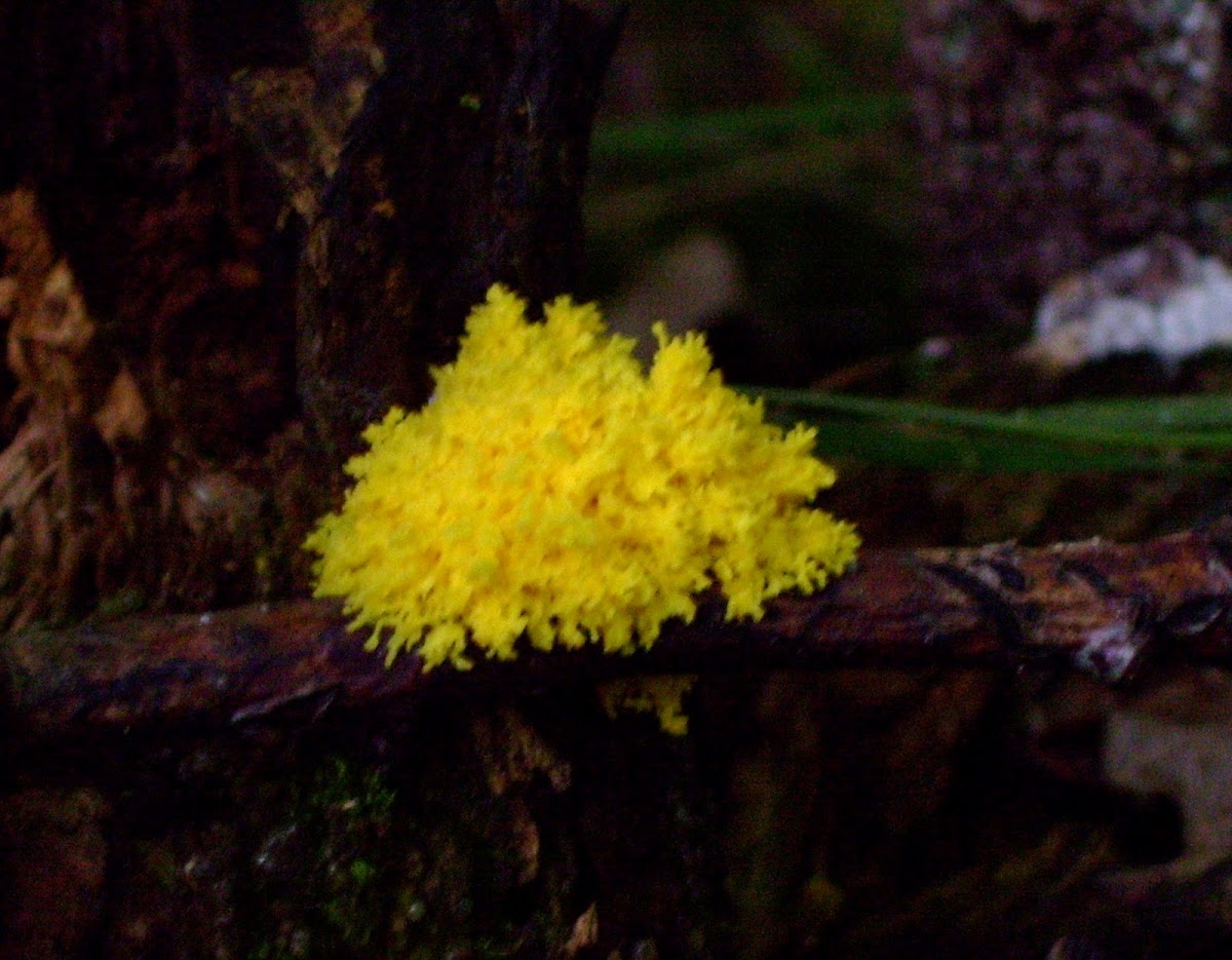 many-headed slime mold | Project Noah