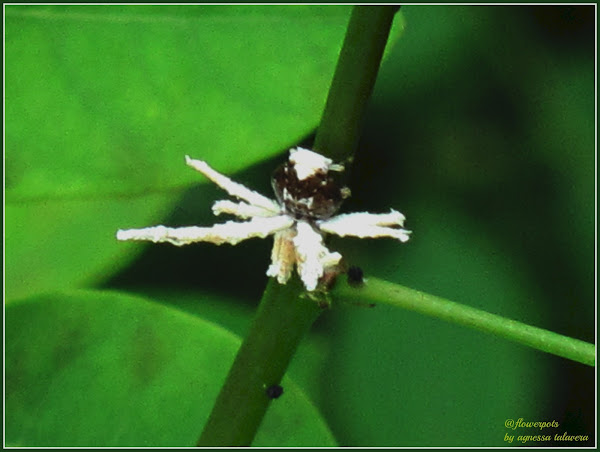 Ricaniid Planthopper (Nymph) | Project Noah