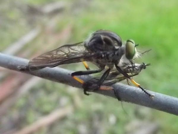 Common Yellow Robber Fly with prey | Project Noah