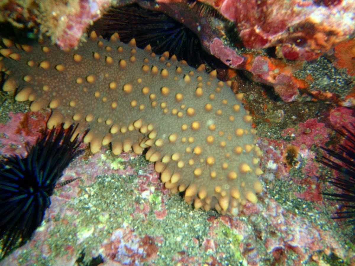 Galápagos Sea Cucumber | Project Noah
