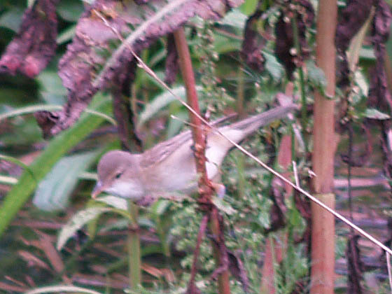 Clamourous Reed-Warbler | Project Noah