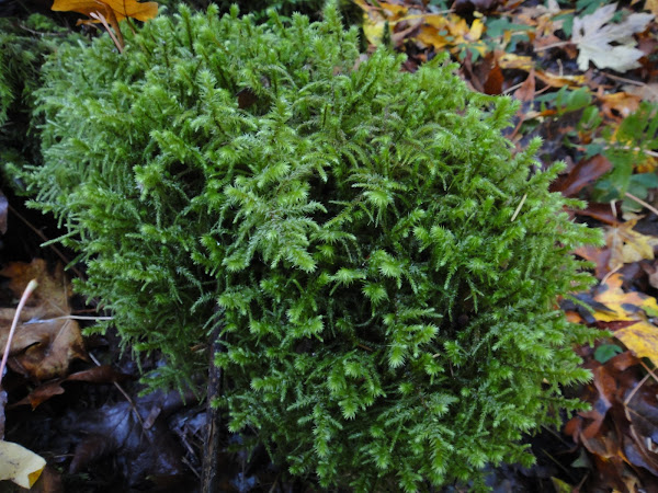 Electrified Cat-tail moss | Project Noah