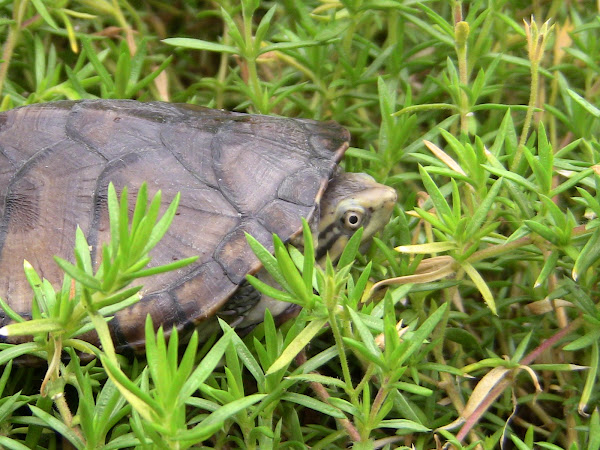 Red-cheeked Mud Turtle x Common Musk Turtle | Project Noah