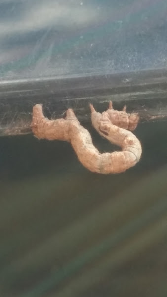 Inchworm | Project Noah