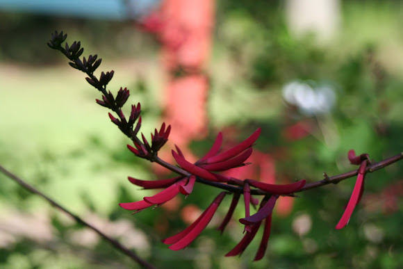 Mamou Plant | Project Noah