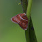 Ricaniid Planthopper | Project Noah