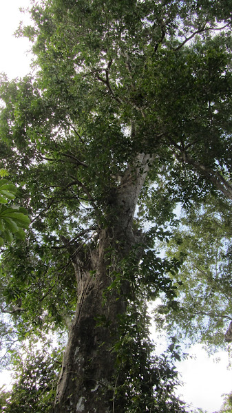 False Mastic | Project Noah