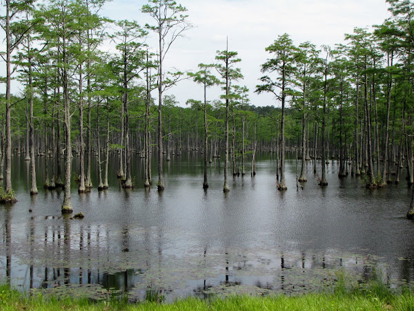 Pond Cypress | Project Noah