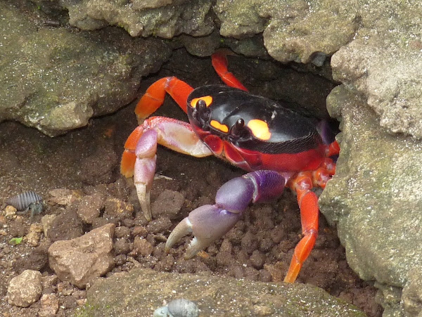 Pacific land crab | Project Noah