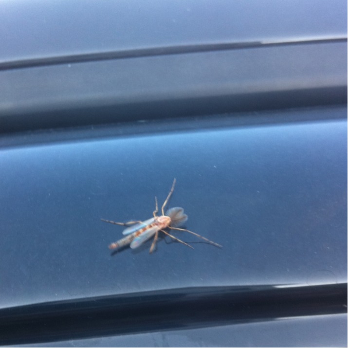 Flying Insect | Project Noah