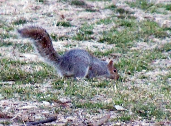 Eastern Gray Squirrel | Project Noah