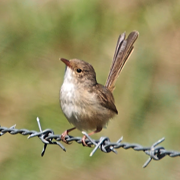 Red-backed Fairy-wren (female) | Project Noah