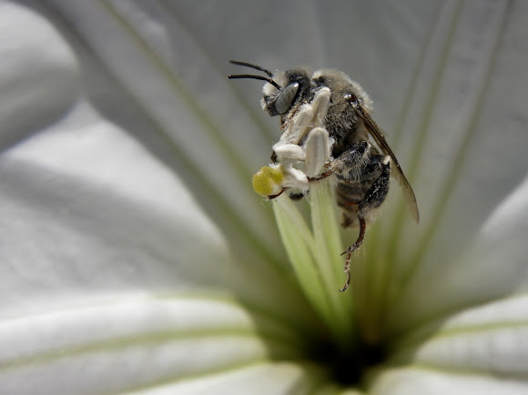 abeja | Project Noah