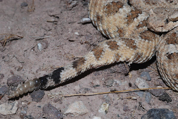 Sidewinder | Project Noah