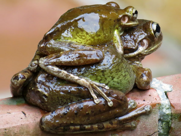Cuban tree frogs mating | Project Noah