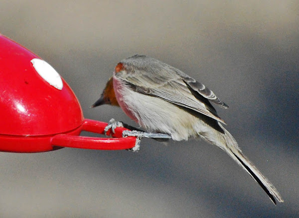 Verdin | Project Noah