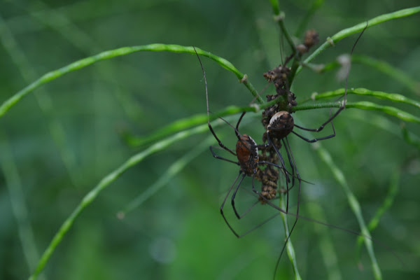 Daddy Long Leg | Project Noah