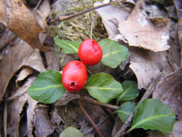 Partridge Berry | Project Noah