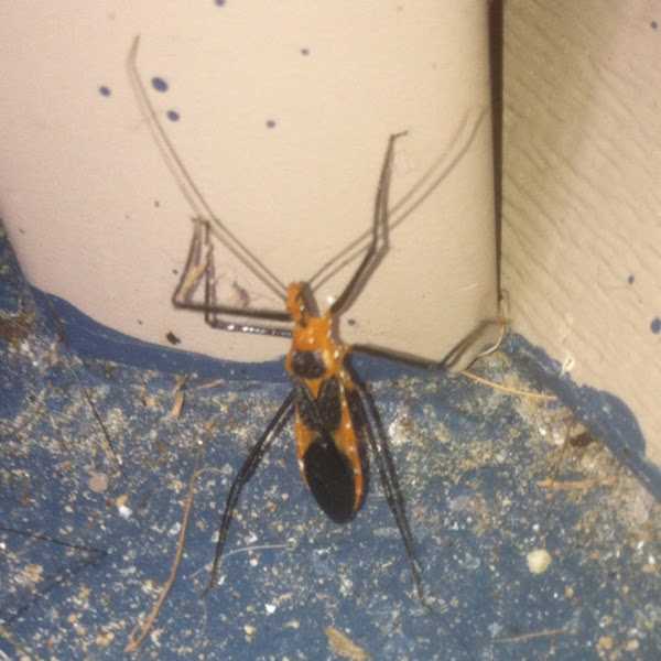 Milkweed Assassin Bug | Project Noah