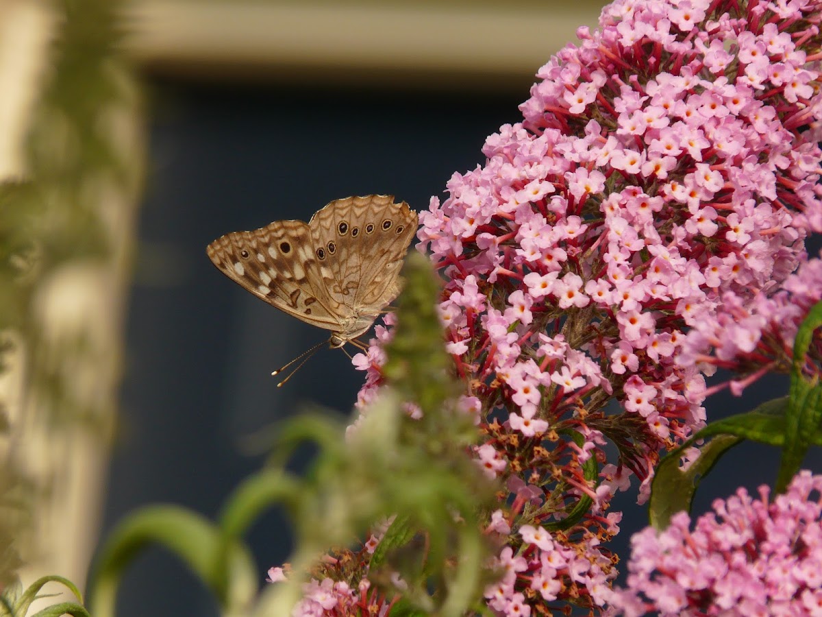 Hackberry Emperor butterfly | Project Noah