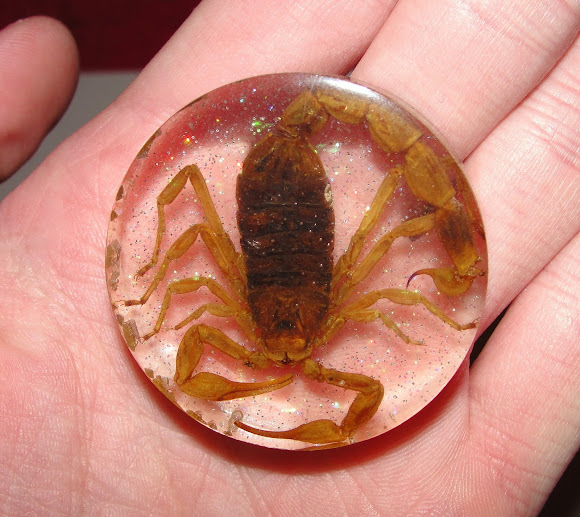 Scorpion (preserved) | Project Noah