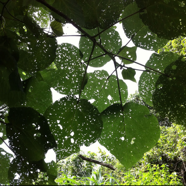 Chichicaste | Project Noah