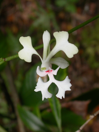Les orchidées de l'île de la Réunion - Orchidées de Patrice