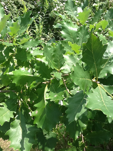 Swamp White Oak | Project Noah