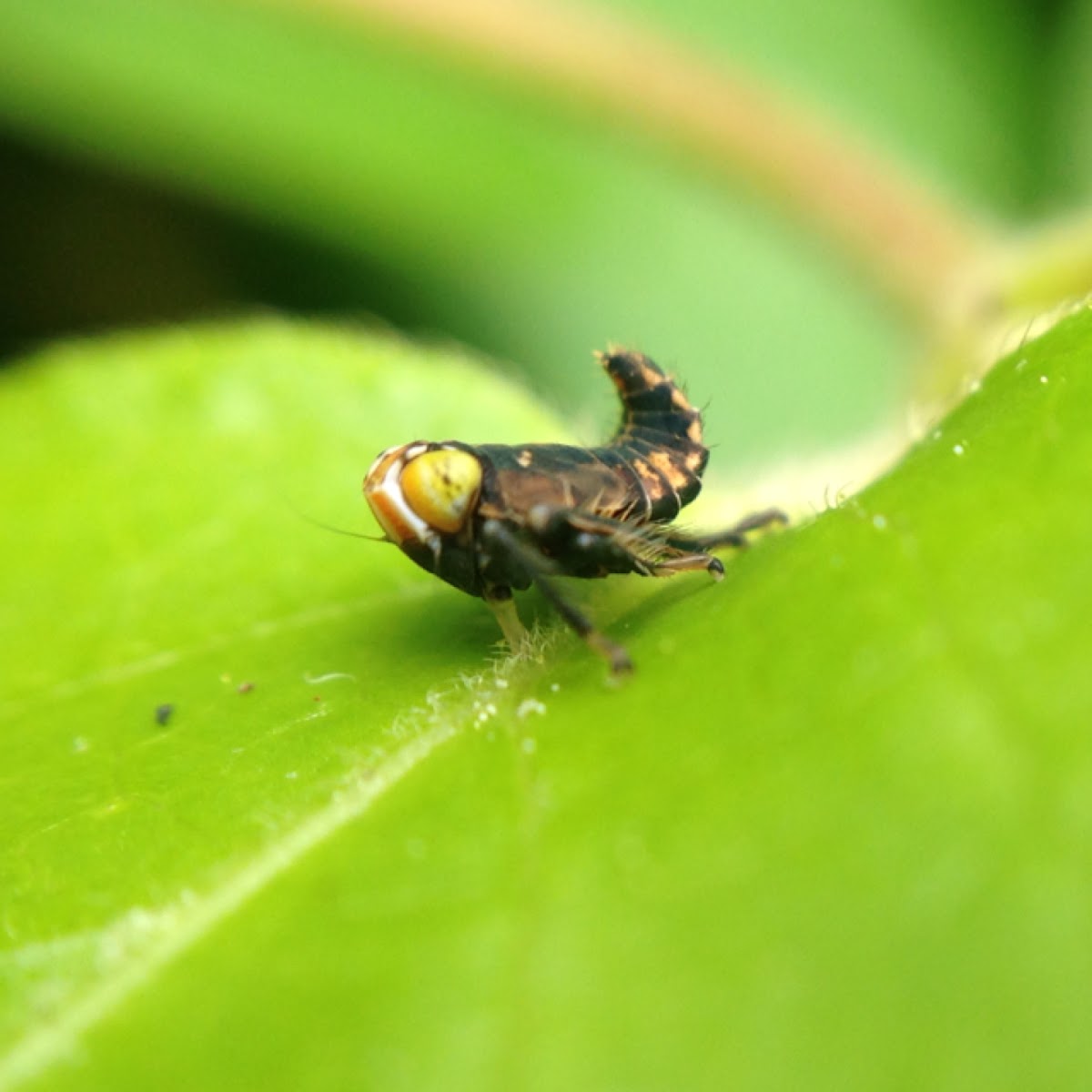 Leafhopper nymph | Project Noah